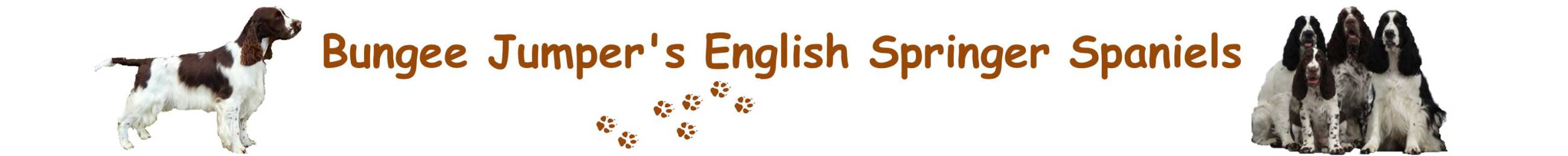 Bungee Jumper's English Springer Spaniels - English